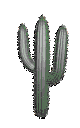 Gif Animate Cactus 4