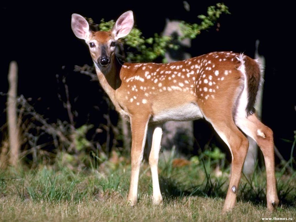 WALLPAPERS, SCREEN SAVER- SFONDI GRATIS CERVI by megghy.com