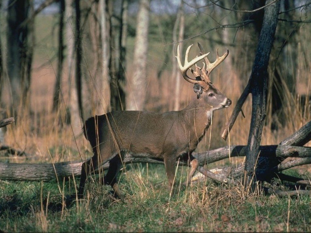 WALLPAPERS, SCREEN SAVER- SFONDI GRATIS CERVI by megghy.com