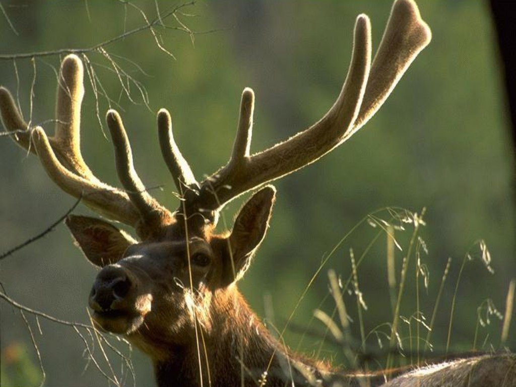 WALLPAPERS, SCREEN SAVER- SFONDI GRATIS CERVI by megghy.com