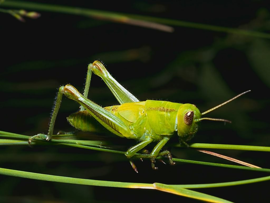 WALLPAPERS, SCREEN SAVER- SFONDI GRATIS INSETTI - by megghy.com