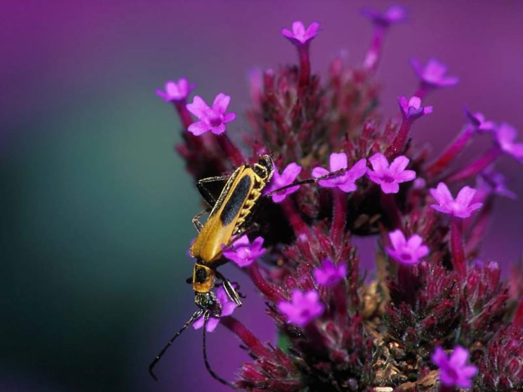 WALLPAPERS, SCREEN SAVER- SFONDI GRATIS INSETTI - by megghy.com