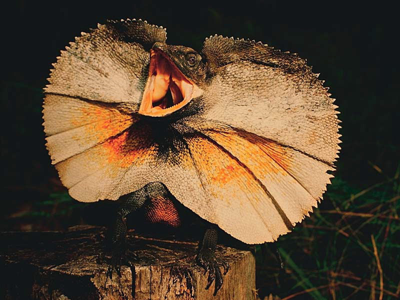 WALLPAPERS, SCREEN SAVER- SFONDI GRATIS RETTILI e INSETTI - by megghy.com