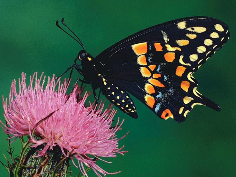 WALLPAPERS, SCREEN SAVER- SFONDI GRATIS RETTILI e INSETTI - by megghy.com