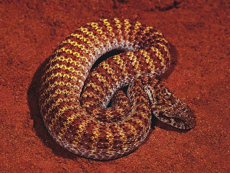 WALLPAPERS, SCREEN SAVER- SFONDI GRATIS RETTILI e INSETTI - by megghy.com