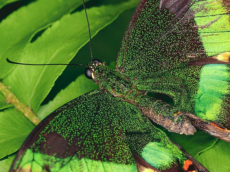 WALLPAPERS, SCREEN SAVER- SFONDI GRATIS RETTILI e INSETTI - by megghy.com